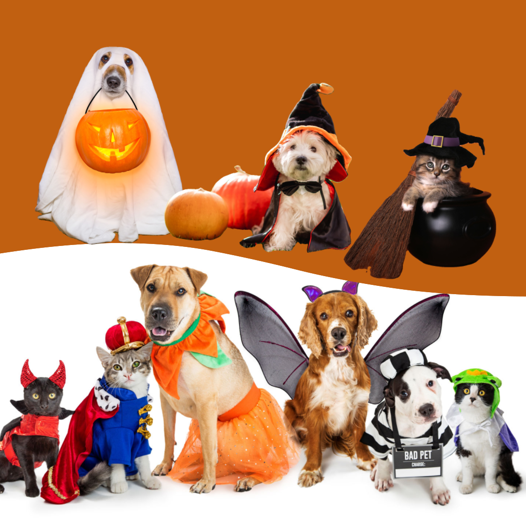 Halloween Safety Tips for Pets – AsharioPets