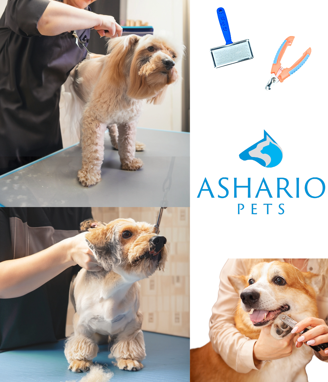 Master Pet Grooming at Home – AsharioPets