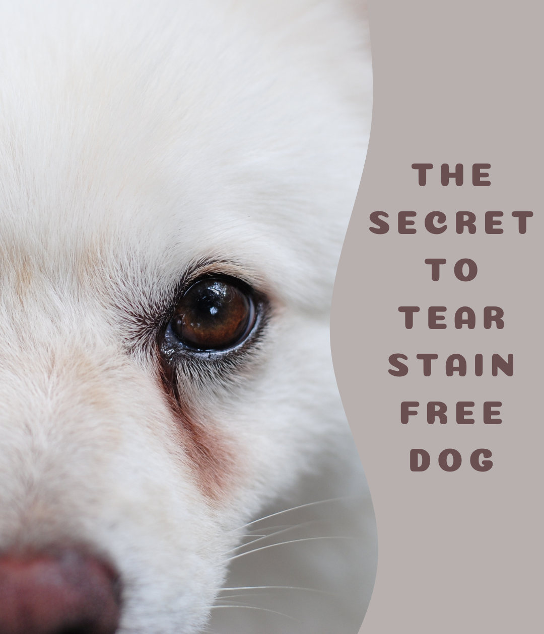 The Secret to Tear Stain-Free Dogs – AsharioPets