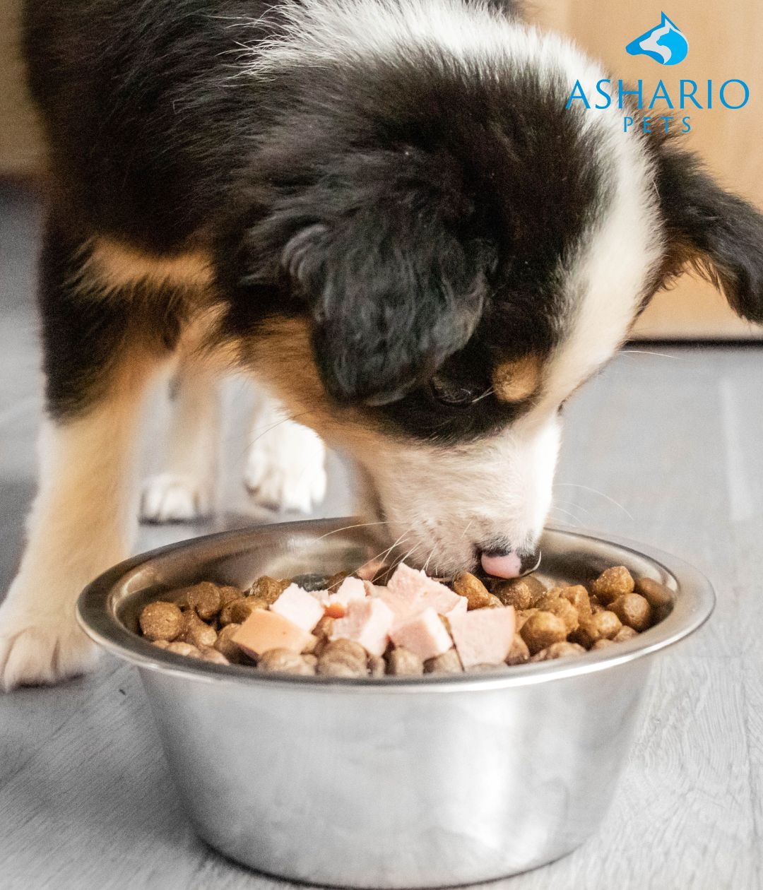 What type of dog food is good for dogs? – AsharioPets